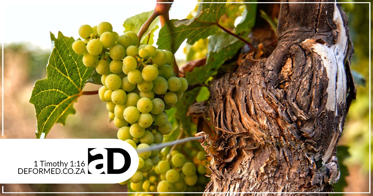 The True Vine (John 15:1–11) | Ad Deformationem